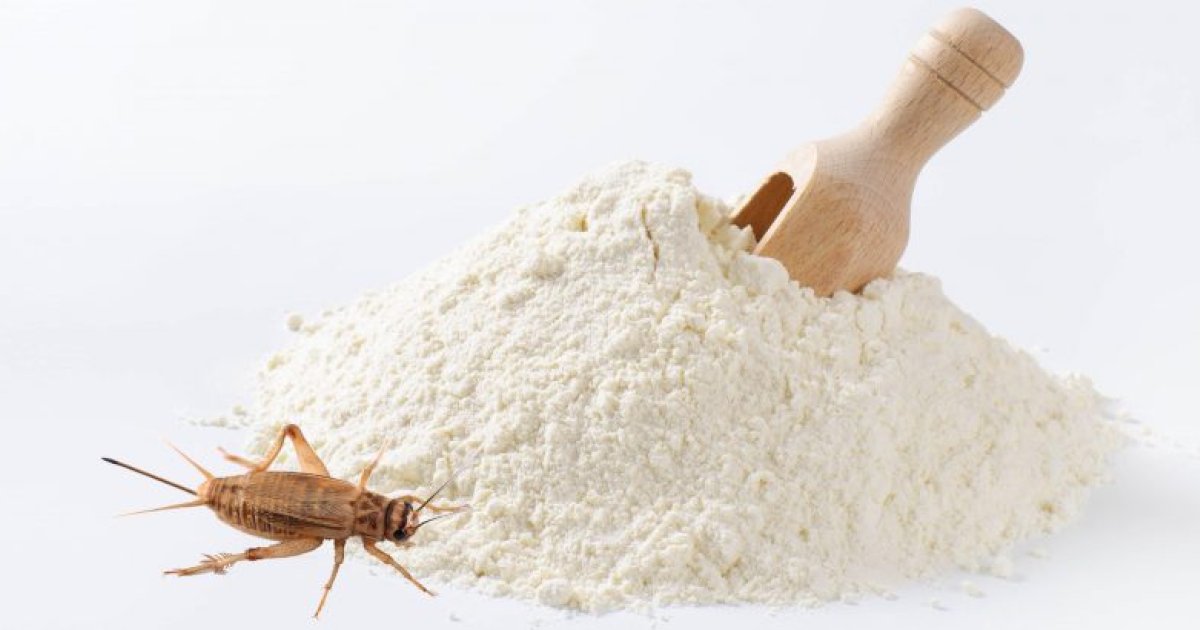 Insekter som mat - Matinfo